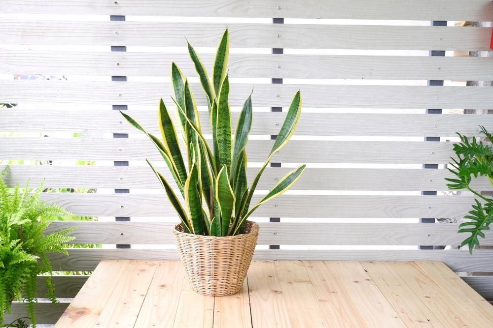 Какие цветы должны быть дома обязательно названия и фото полезных